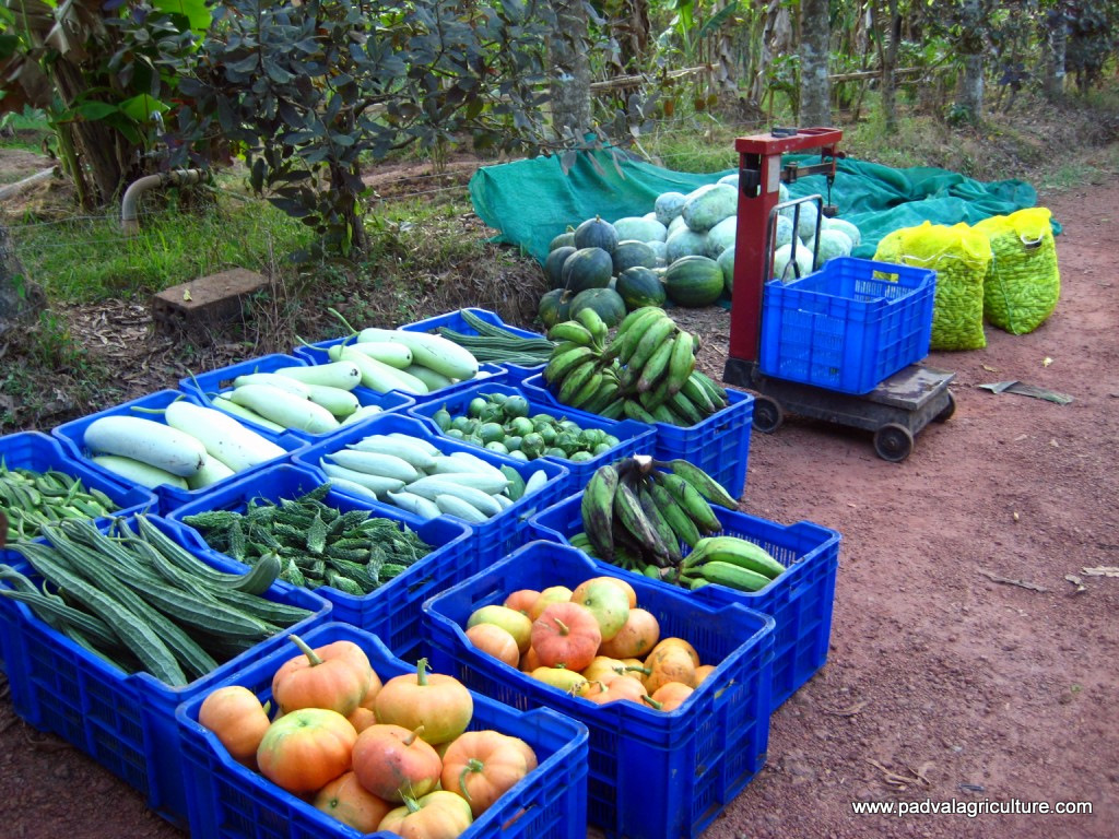 PADVAL AGRICULTURE AND FARM ENTERPRISES: Vegetable Farming